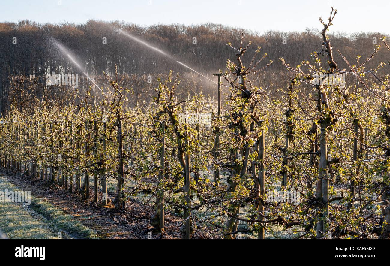 Frost protection for apple blossom in the 'Altes Land' growing region ...