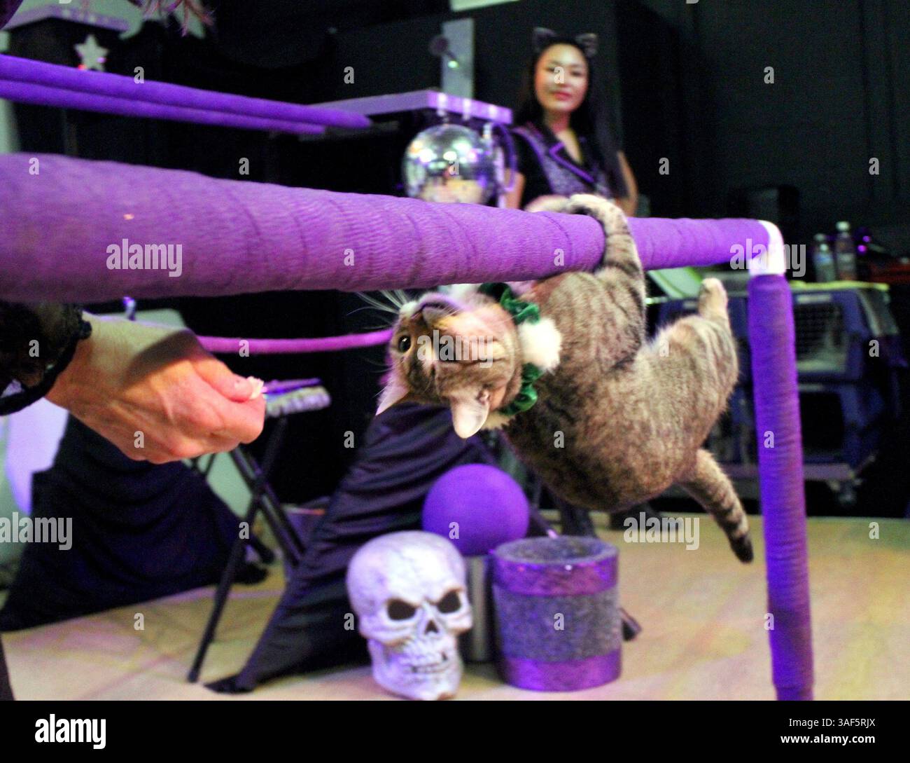 The acro cats hi-res stock photography and images - Alamy