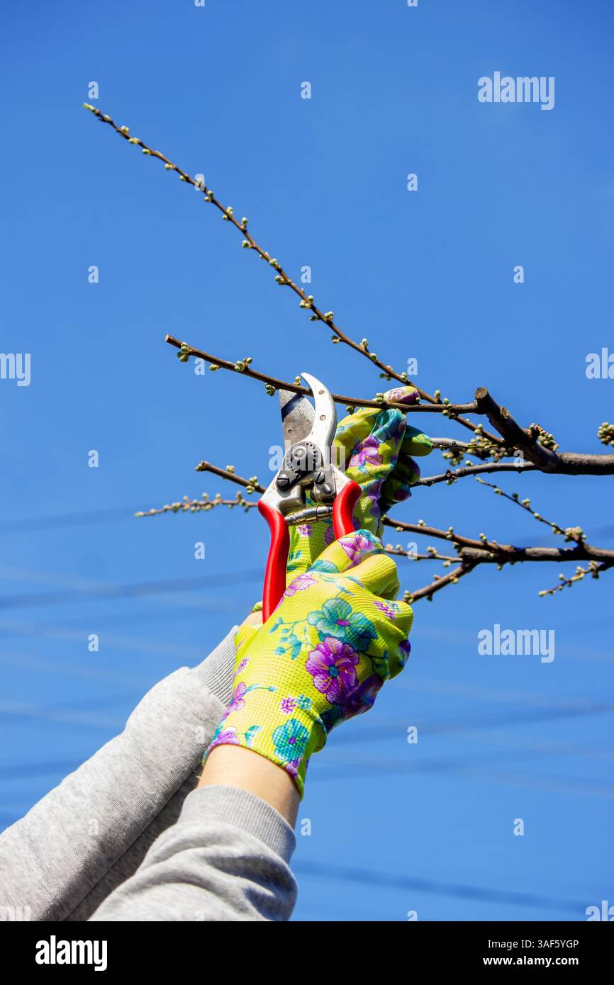 Gardener pruning trees with garden shears, secateurs. Pruning, garden ...