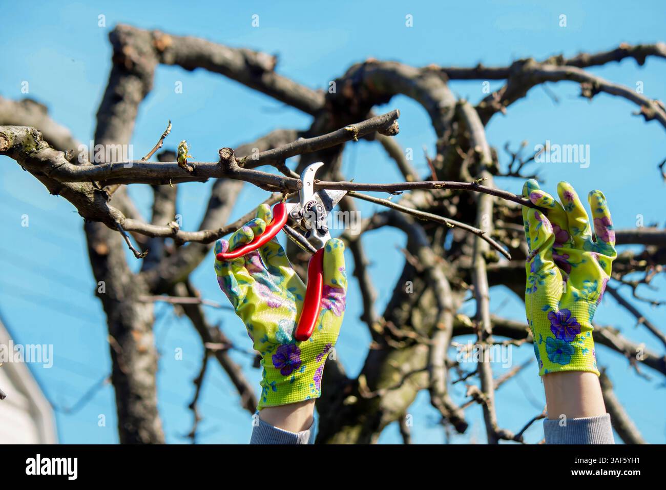 Gardener pruning trees with garden shears, secateurs. Pruning, garden ...