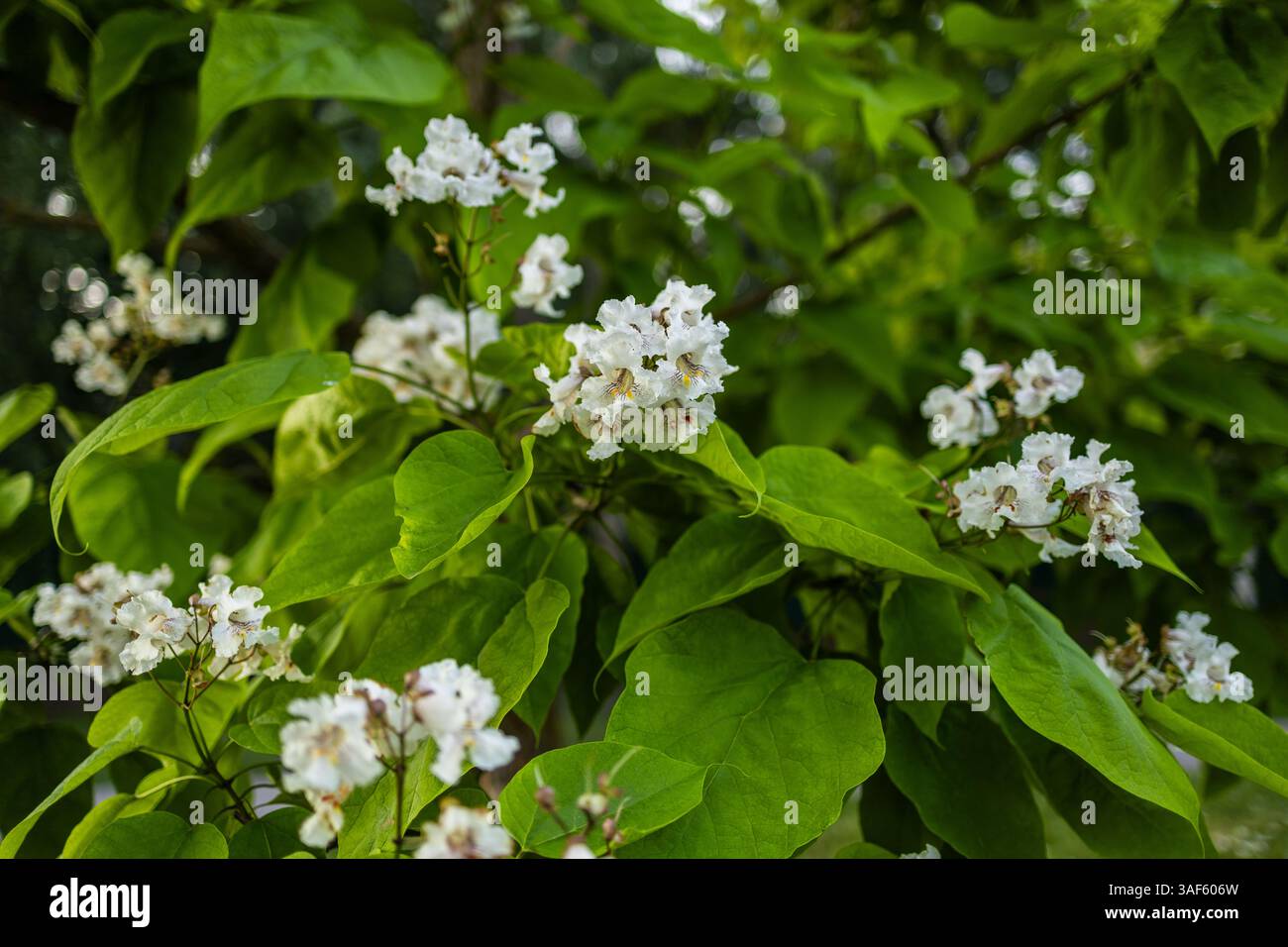 Beautiful catalpa blossom. White catalpa flowers and green leaves ...