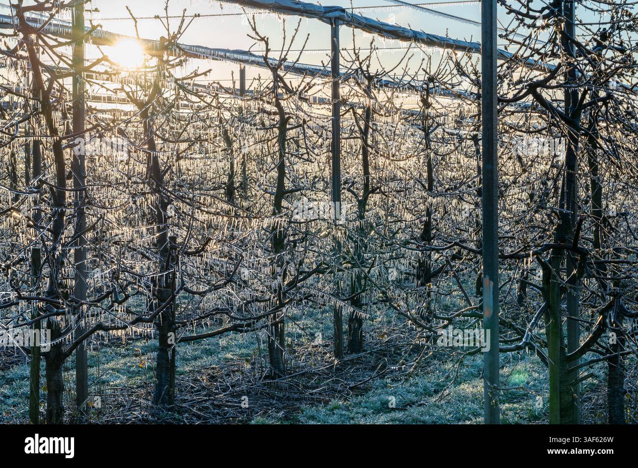 Frost protection for apple blossom in the 'Altes Land' growing region ...