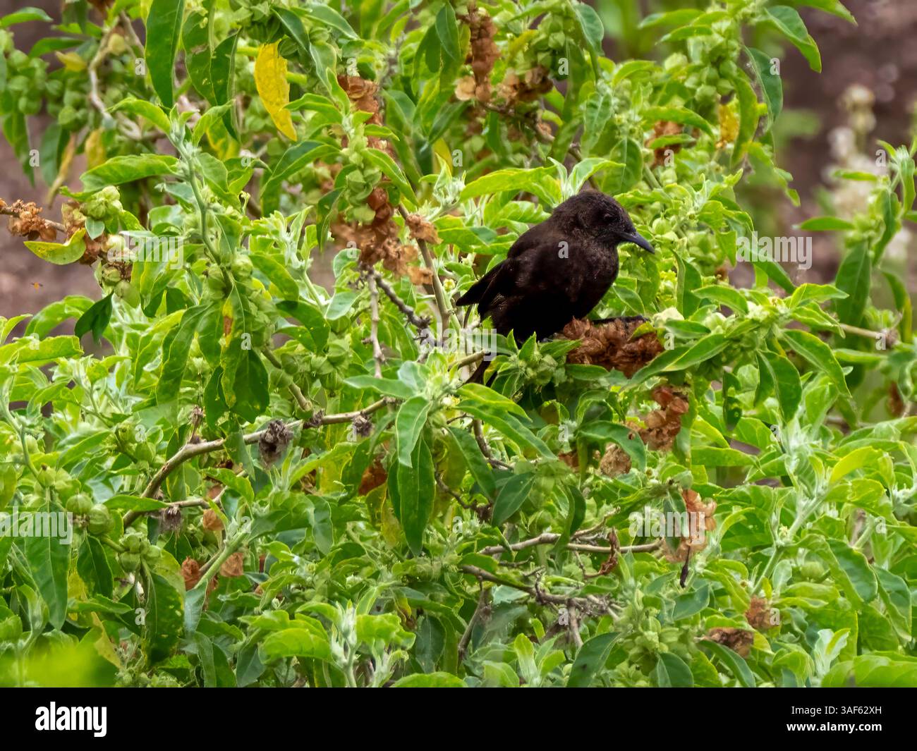 A sooty chat (Myrmecocichla aethiops) sits in a bush in the Ngorongoro ...