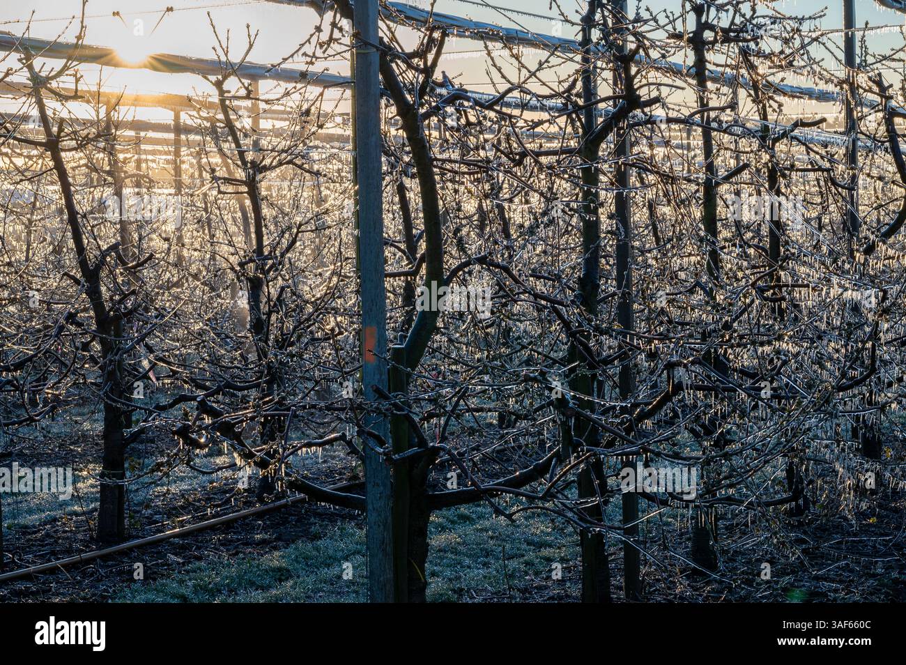 Frost protection for apple blossom in the 'Altes Land' growing region ...