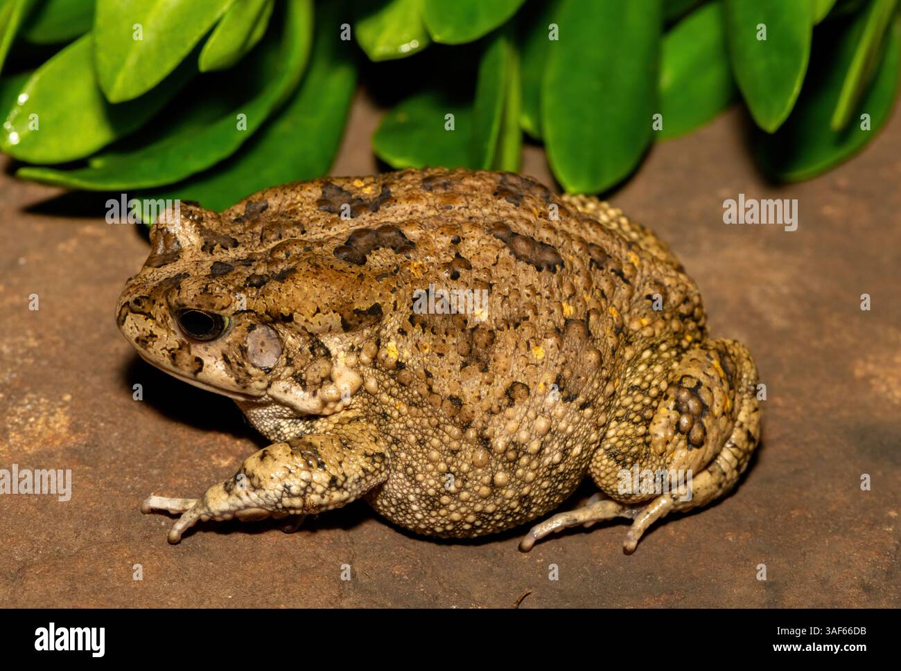 A beautiful guttural toad (Sclerophrys gutturalis), also known as a African common toad, in the ...