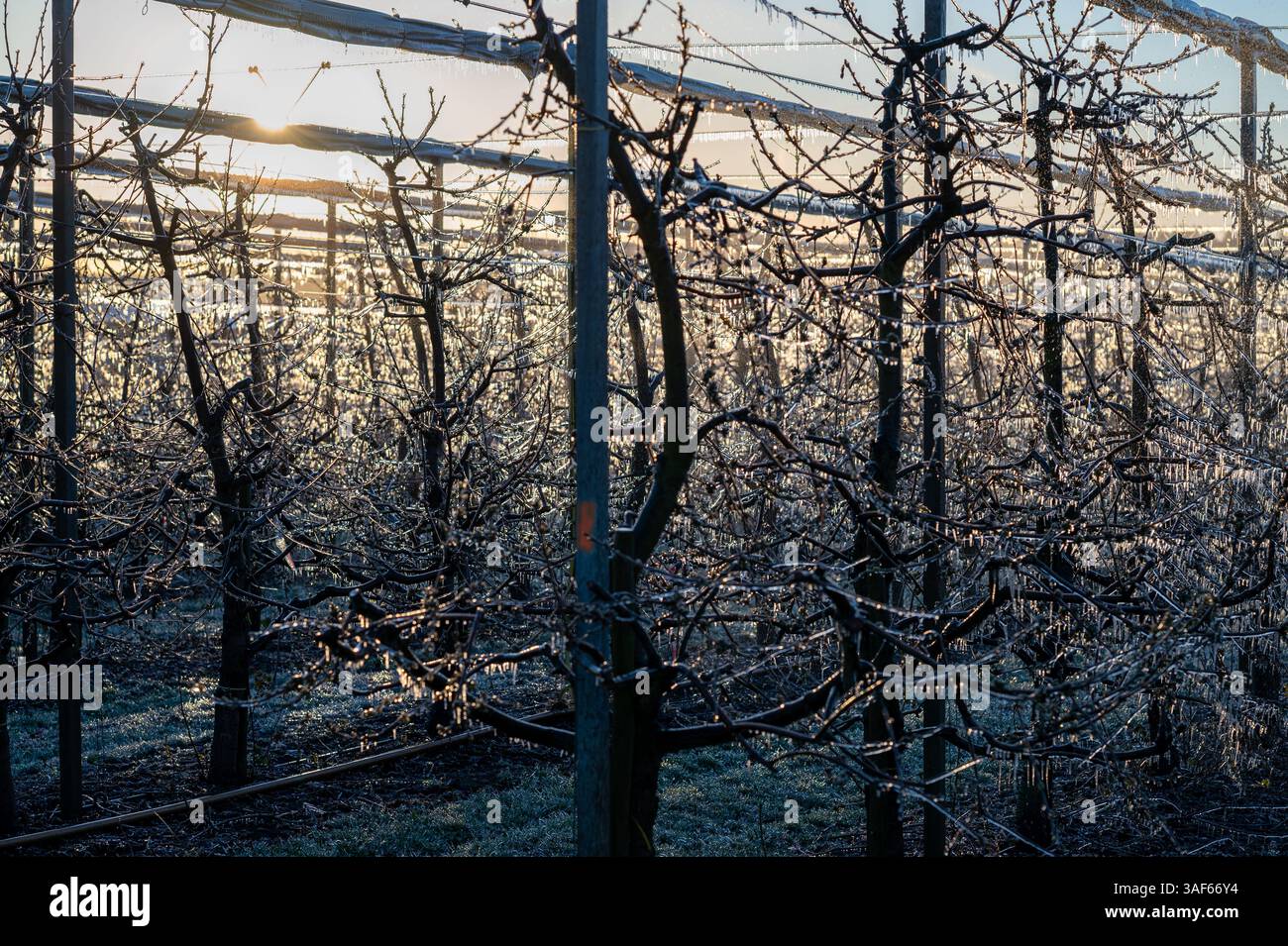 Frost protection for apple blossom in the 'Altes Land' growing region ...