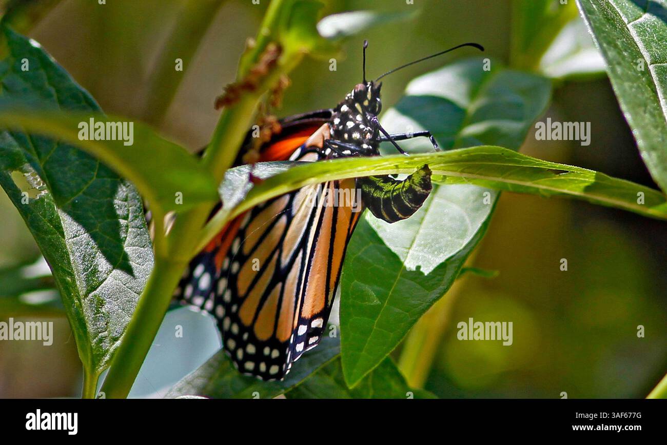 Monarch butterfly lays egg hi-res stock photography and images - Alamy