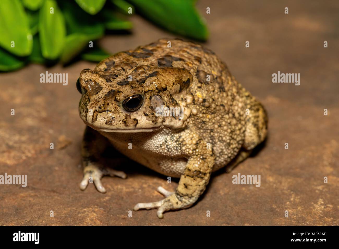 A beautiful guttural toad (Sclerophrys gutturalis), also known as a African common toad, in the ...