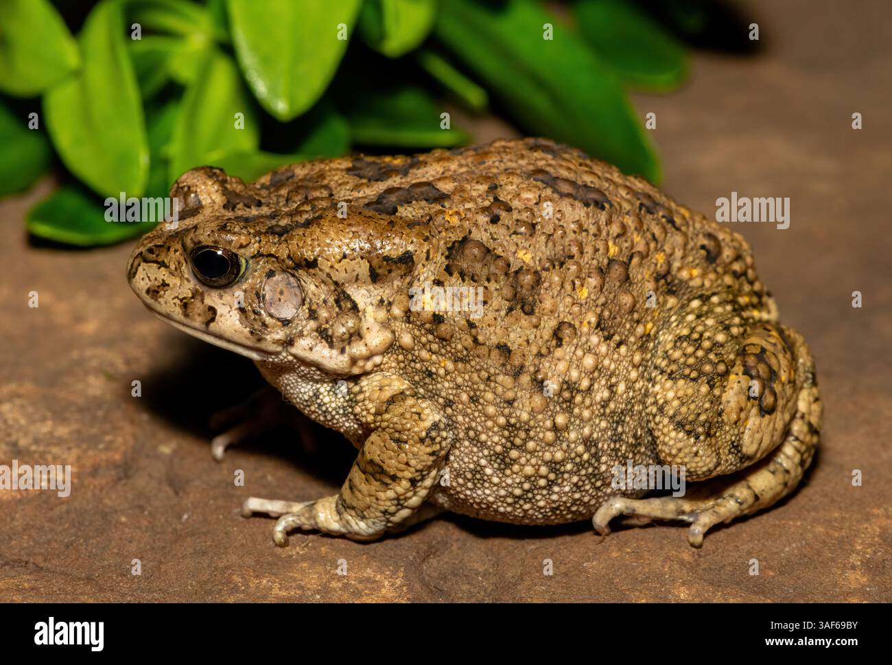 A beautiful guttural toad (Sclerophrys gutturalis), also known as a ...