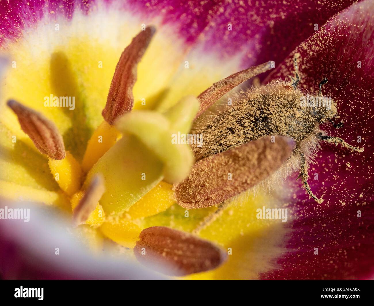 close up of a bug covered with pollen inside of a tulip Stock Photo - Alamy