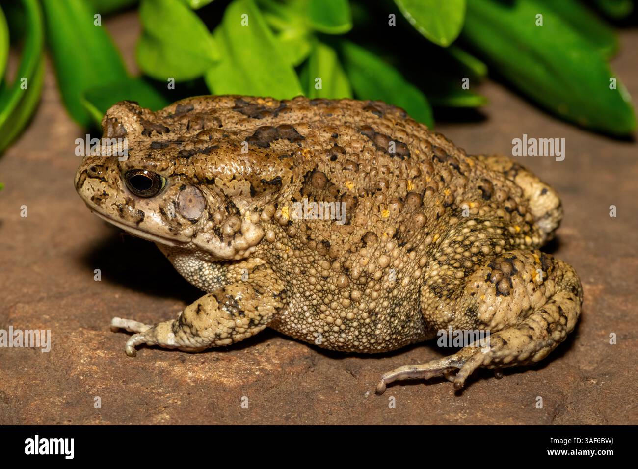 A beautiful guttural toad (Sclerophrys gutturalis), also known as a African common toad, in the ...