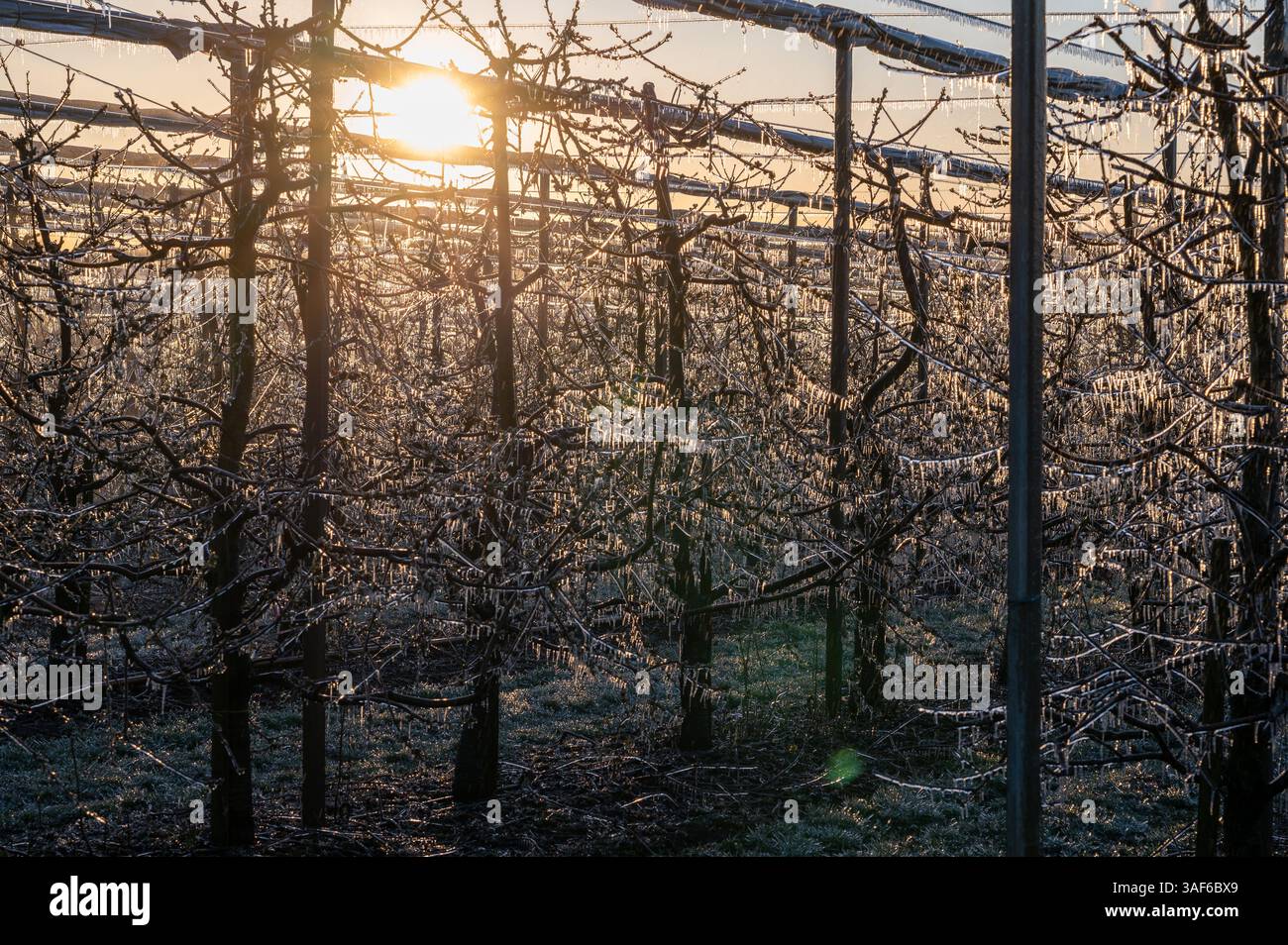 Frost protection for apple blossom in the 'Altes Land' growing region ...