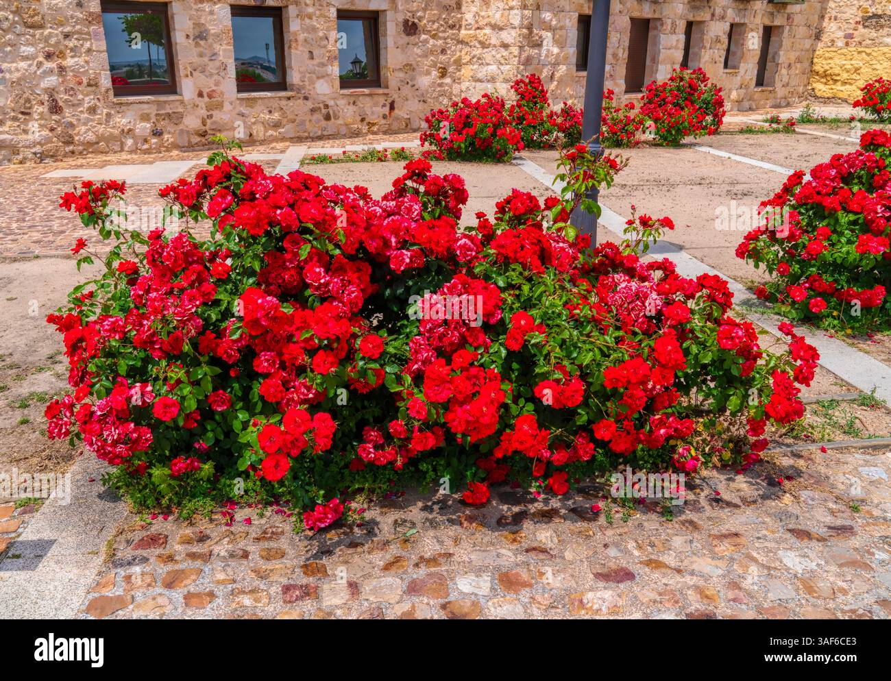 Colourful red roses Zamora Spain display in the spanish town Stock ...