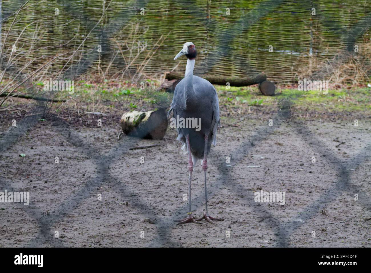 A solitary crane standing on a muddy ground, surrounded by a wire fence ...