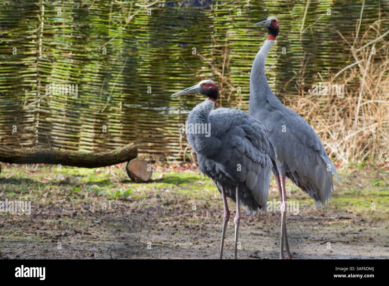 Two elegant cranes standing in a natural setting, with a blurred ...