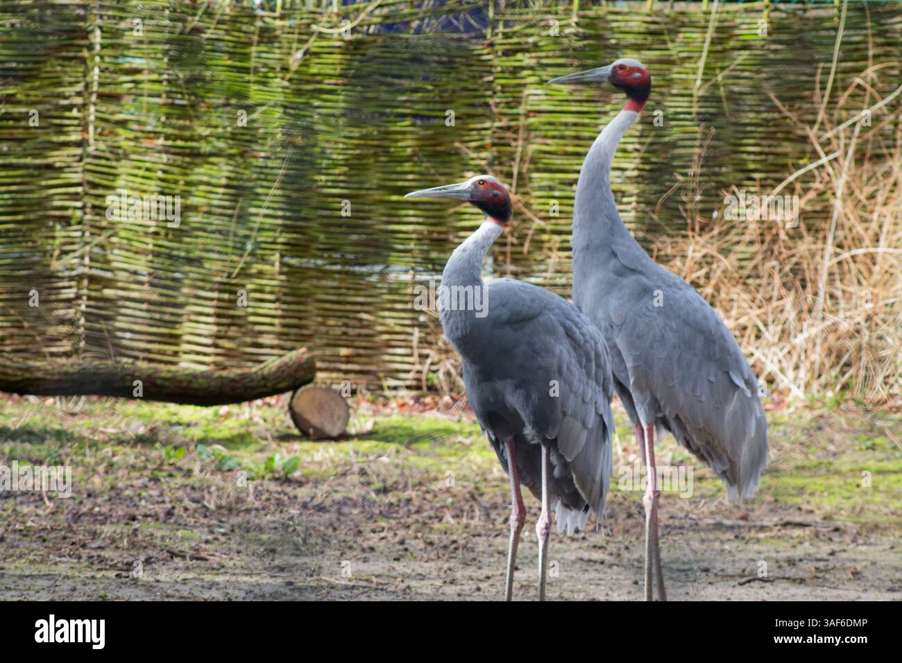 Two elegant cranes standing side by side in a natural setting ...