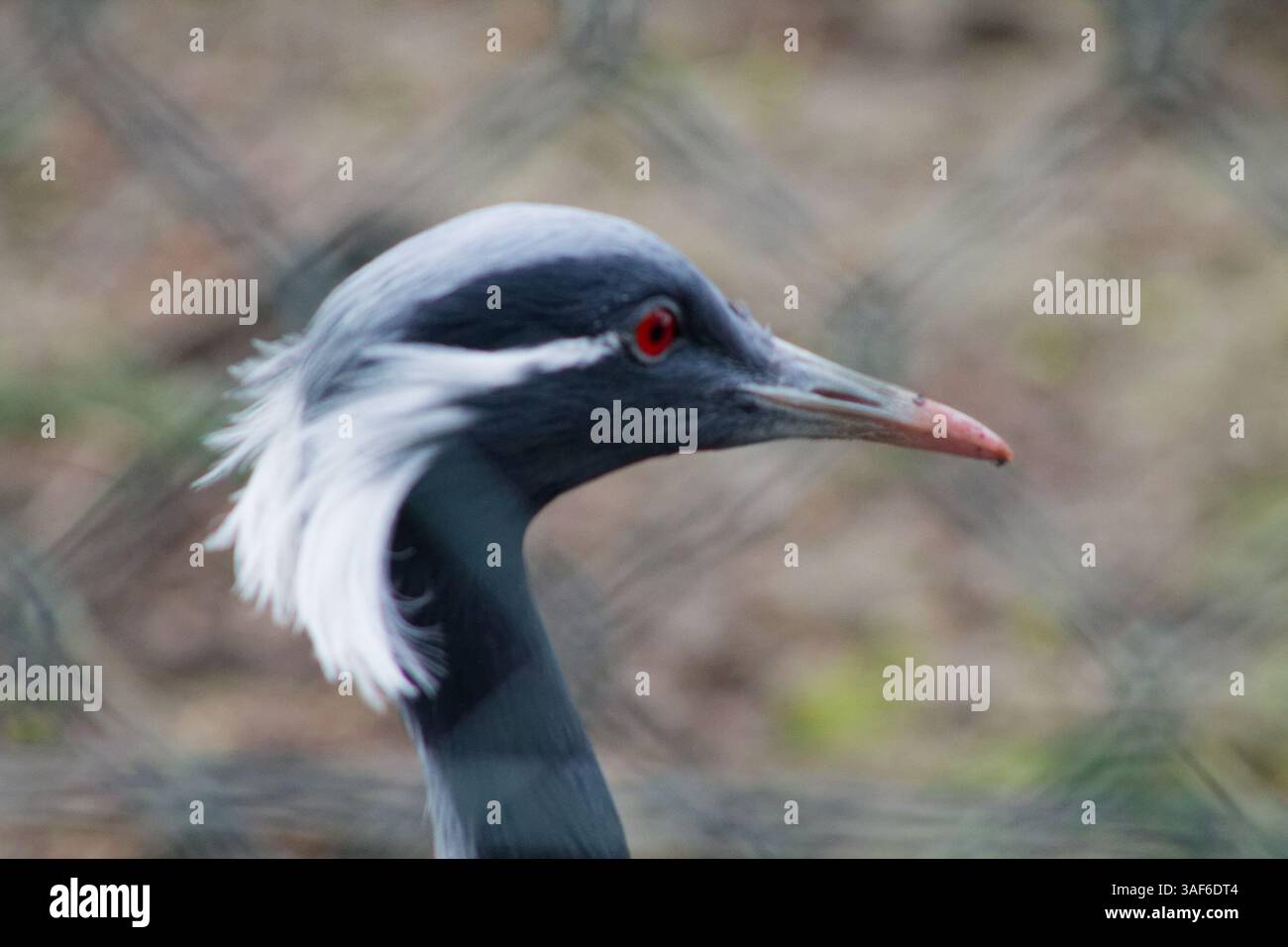 A close-up of a bird's head with a distinctive gray and white plumage ...