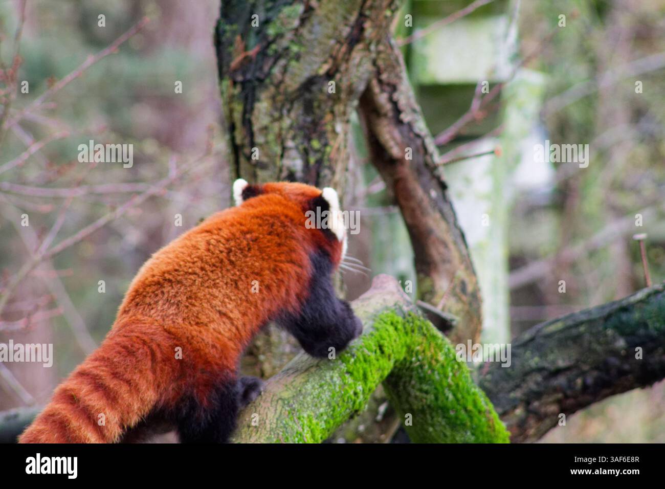 A red panda climbing a moss-covered tree in a forest setting. The ...