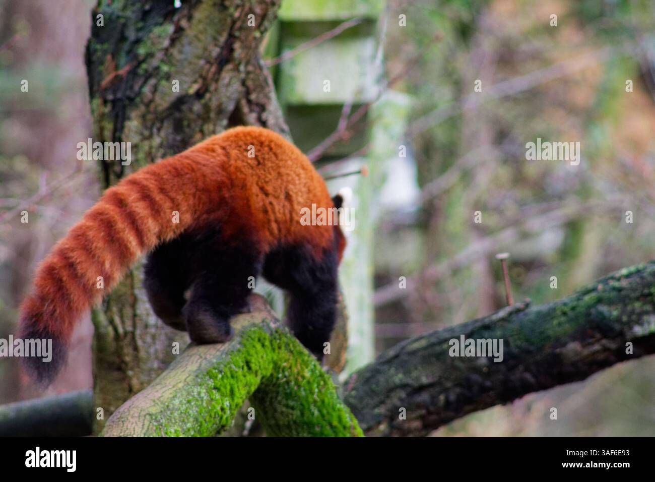 A red panda climbing on a moss-covered log in a forest setting. The ...