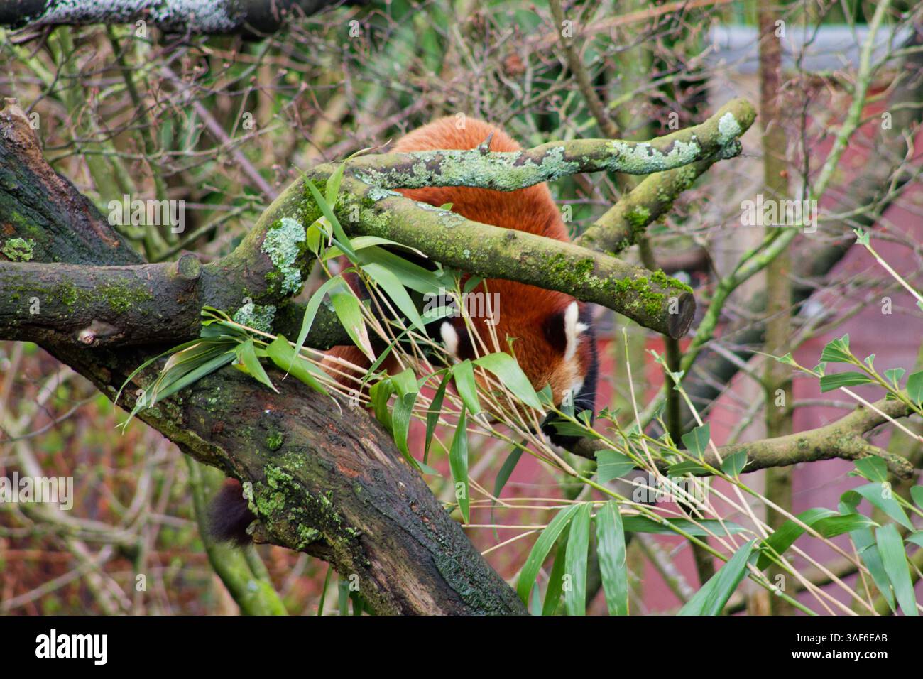 A red panda resting on a tree branch surrounded by green leaves. The ...