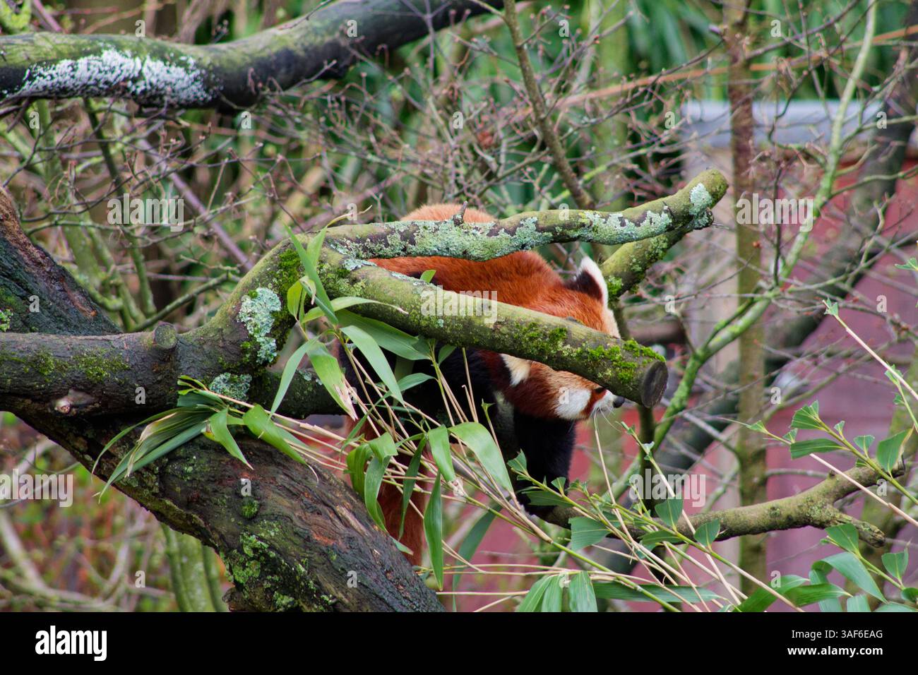 A red panda resting on a tree branch, surrounded by green leaves and ...