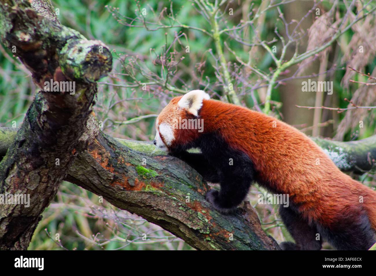 A red panda climbing on a tree branch, showcasing its distinctive ...