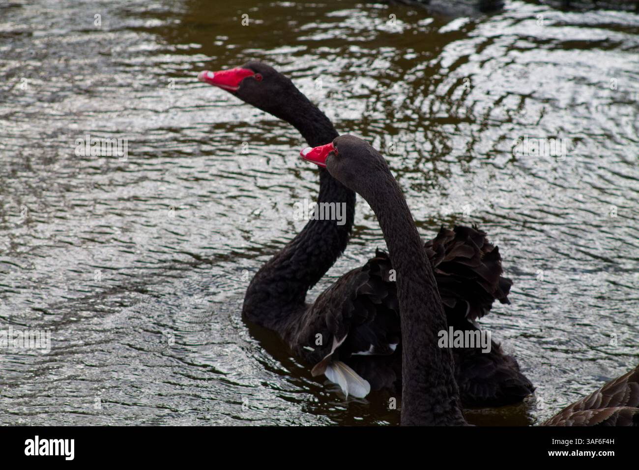 Two black swans gracefully swimming in a rippling water body ...