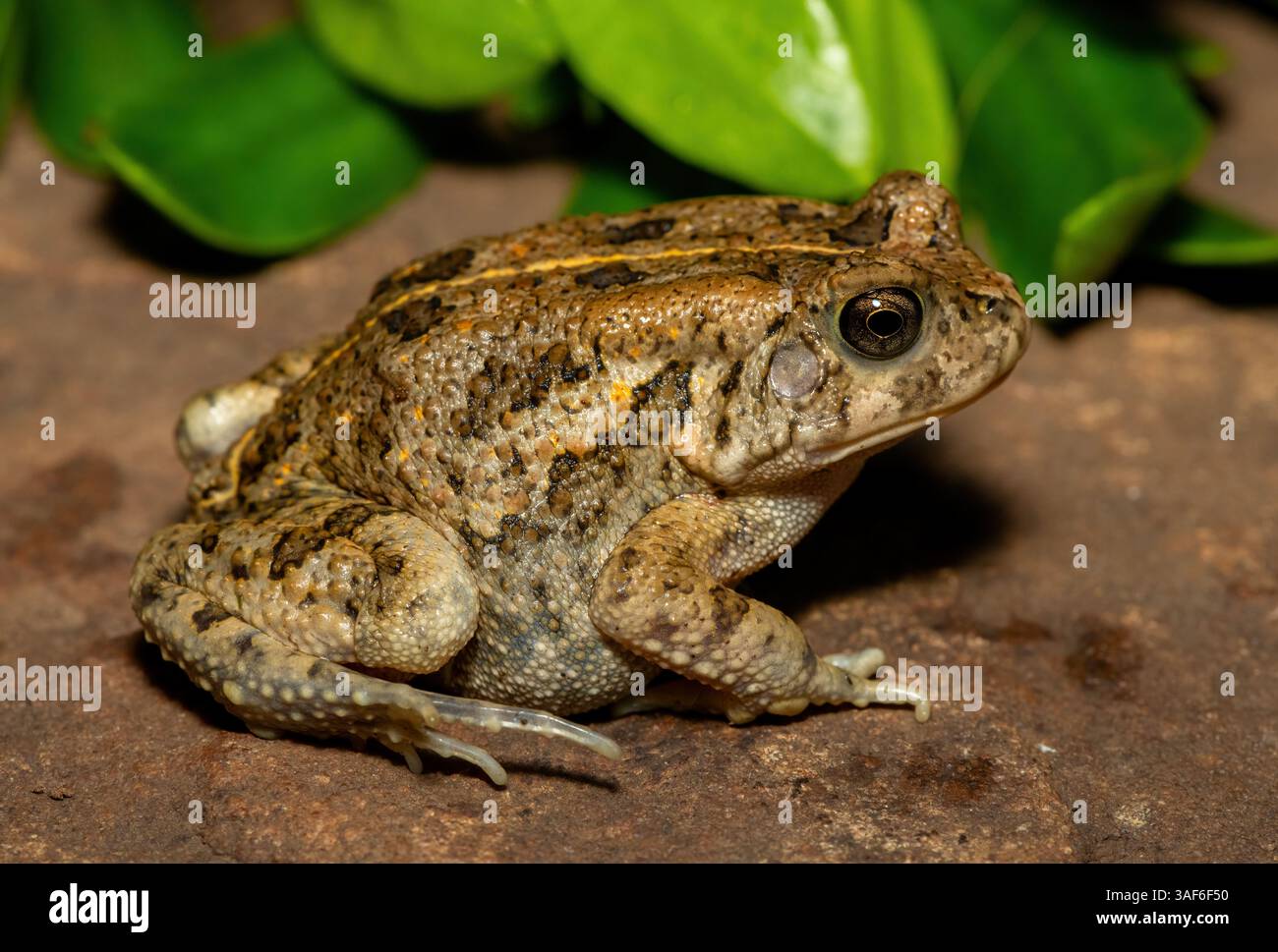 A beautiful guttural toad (Sclerophrys gutturalis), also known as a African common toad, in the ...
