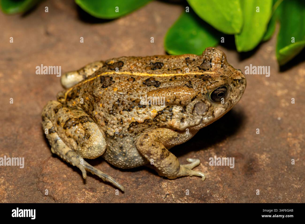 A beautiful guttural toad (Sclerophrys gutturalis), also known as a African common toad, in the ...