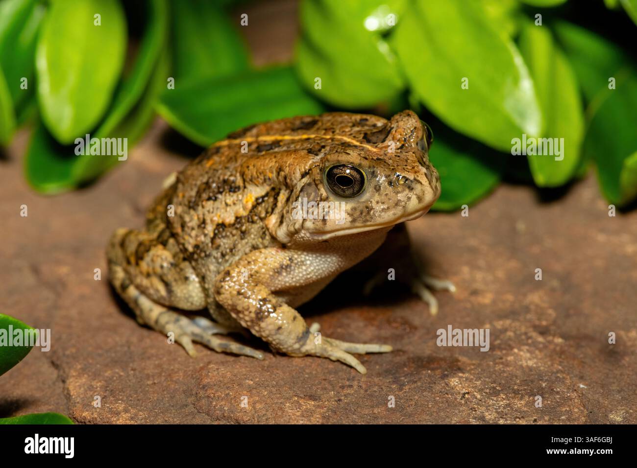 A beautiful guttural toad (Sclerophrys gutturalis), also known as a African common toad, in the ...