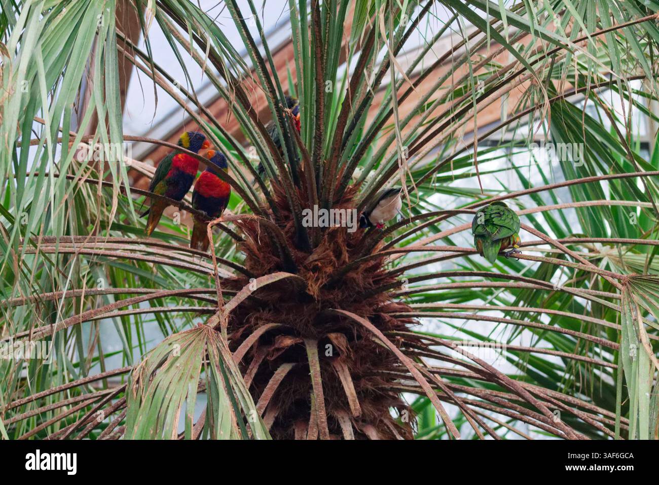 A group of colorful birds perched on a palm tree, surrounded by green ...