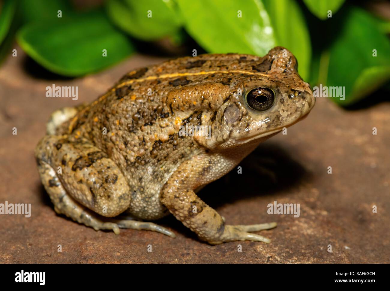 A beautiful guttural toad (Sclerophrys gutturalis), also known as a African common toad, in the ...
