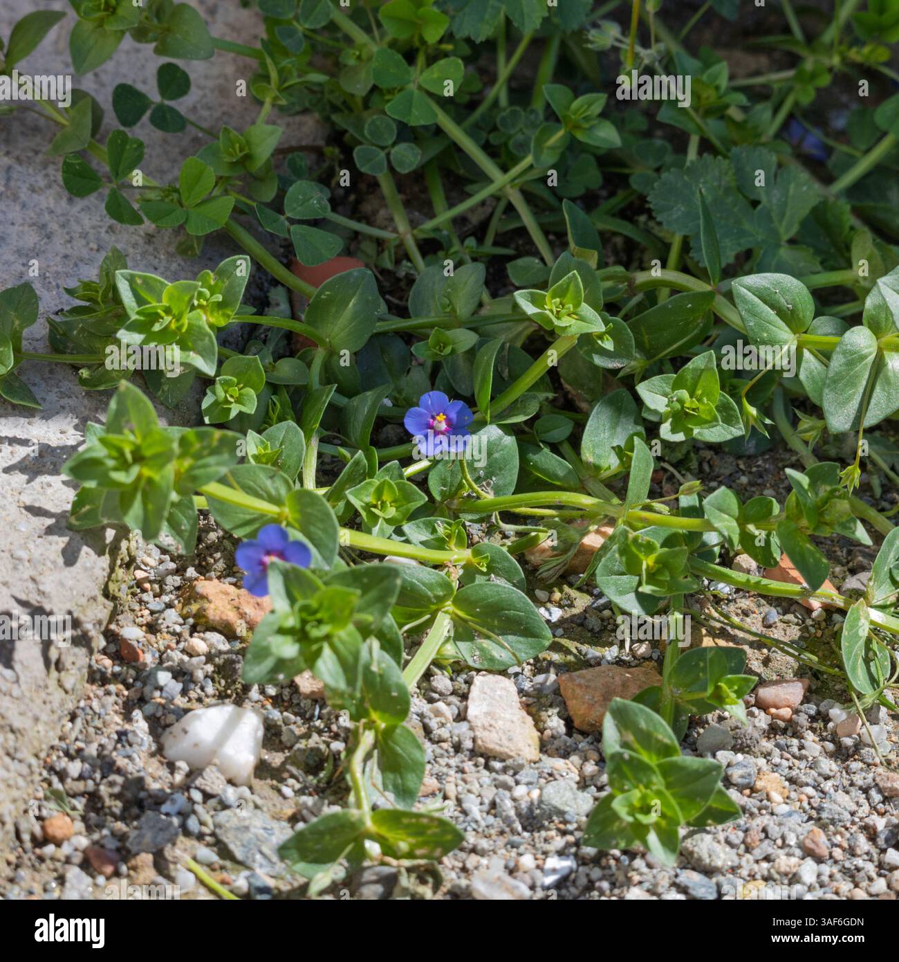 Lysimachia foemina hi-res stock photography and images - Alamy