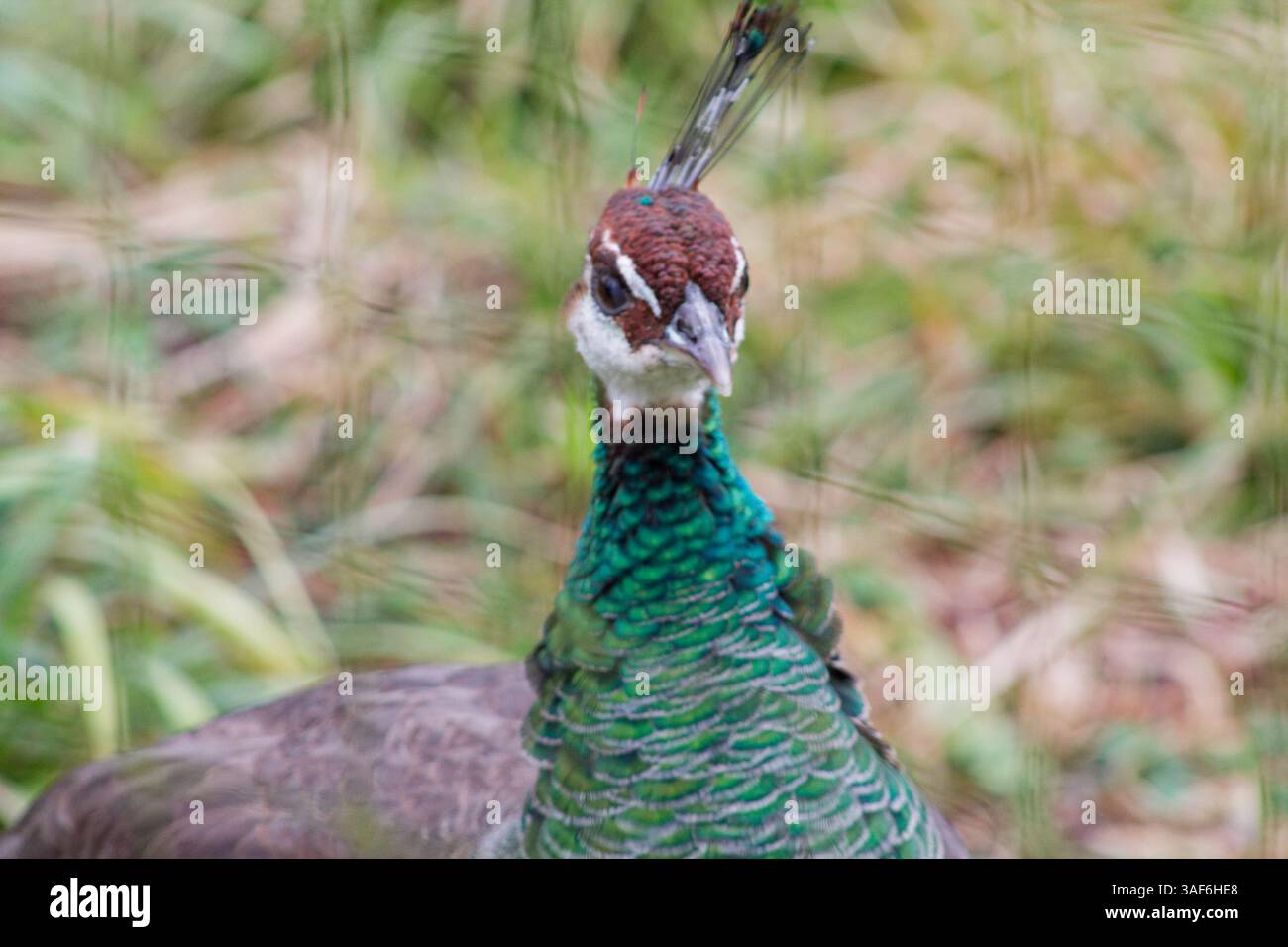 A close-up of a peacock with iridescent green and blue feathers ...