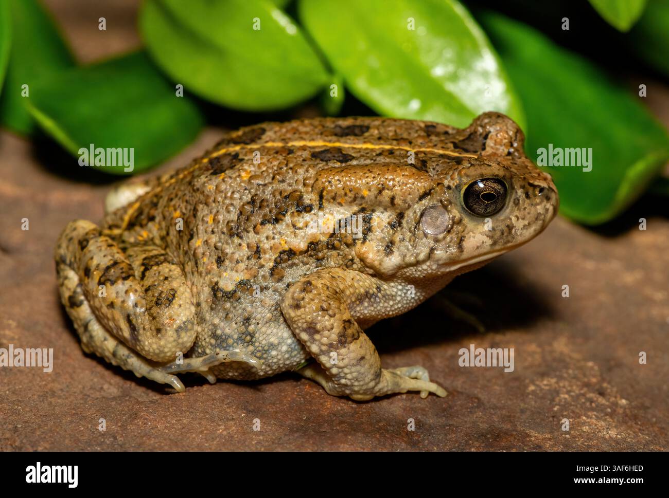 A beautiful guttural toad (Sclerophrys gutturalis), also known as a African common toad, in the ...