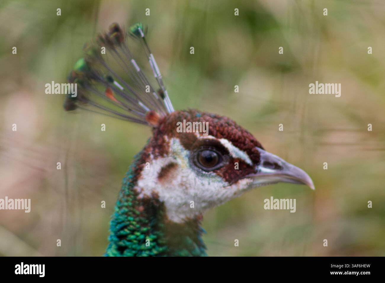 A close-up of a peacock's head, showcasing its vibrant green and brown ...