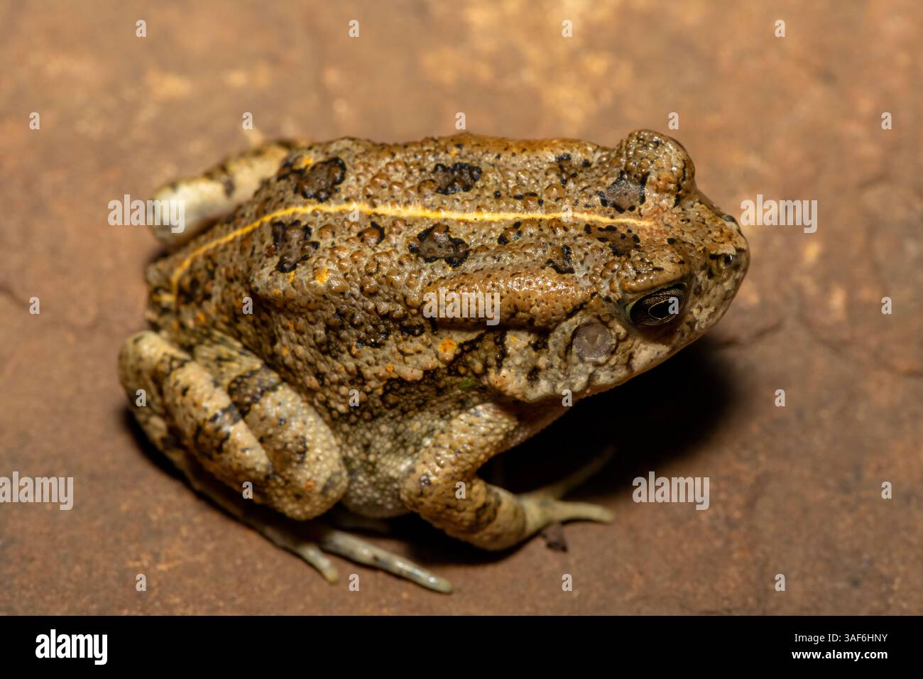 A beautiful guttural toad (Sclerophrys gutturalis), also known as a African common toad, in the ...