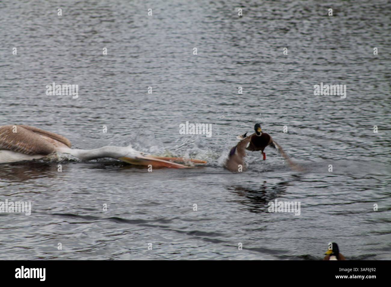 A pelican and a duck interacting in a body of water, with splashes and ...