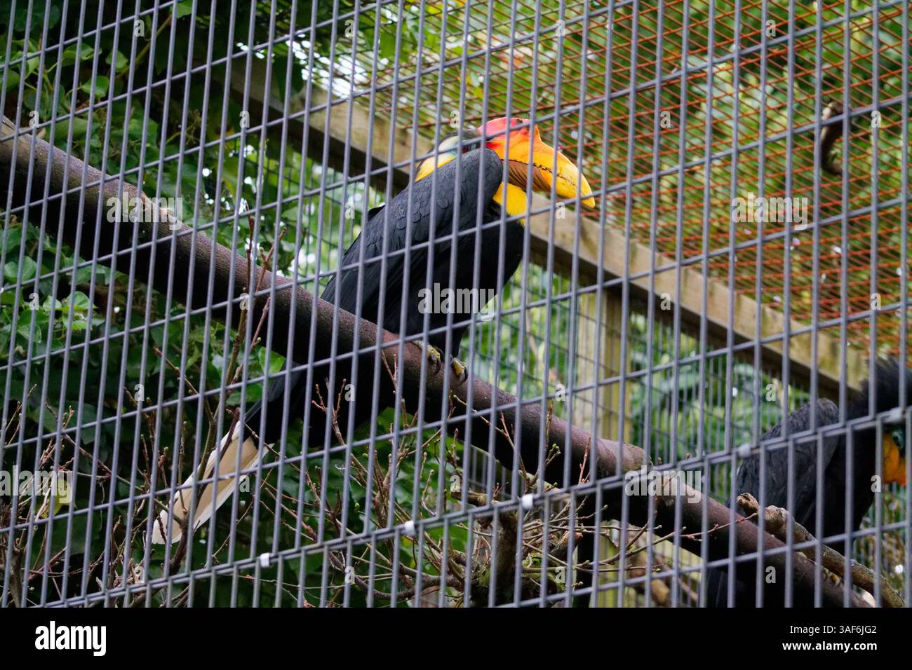 A colorful toucan perched on a branch inside a zoo enclosure, with a ...