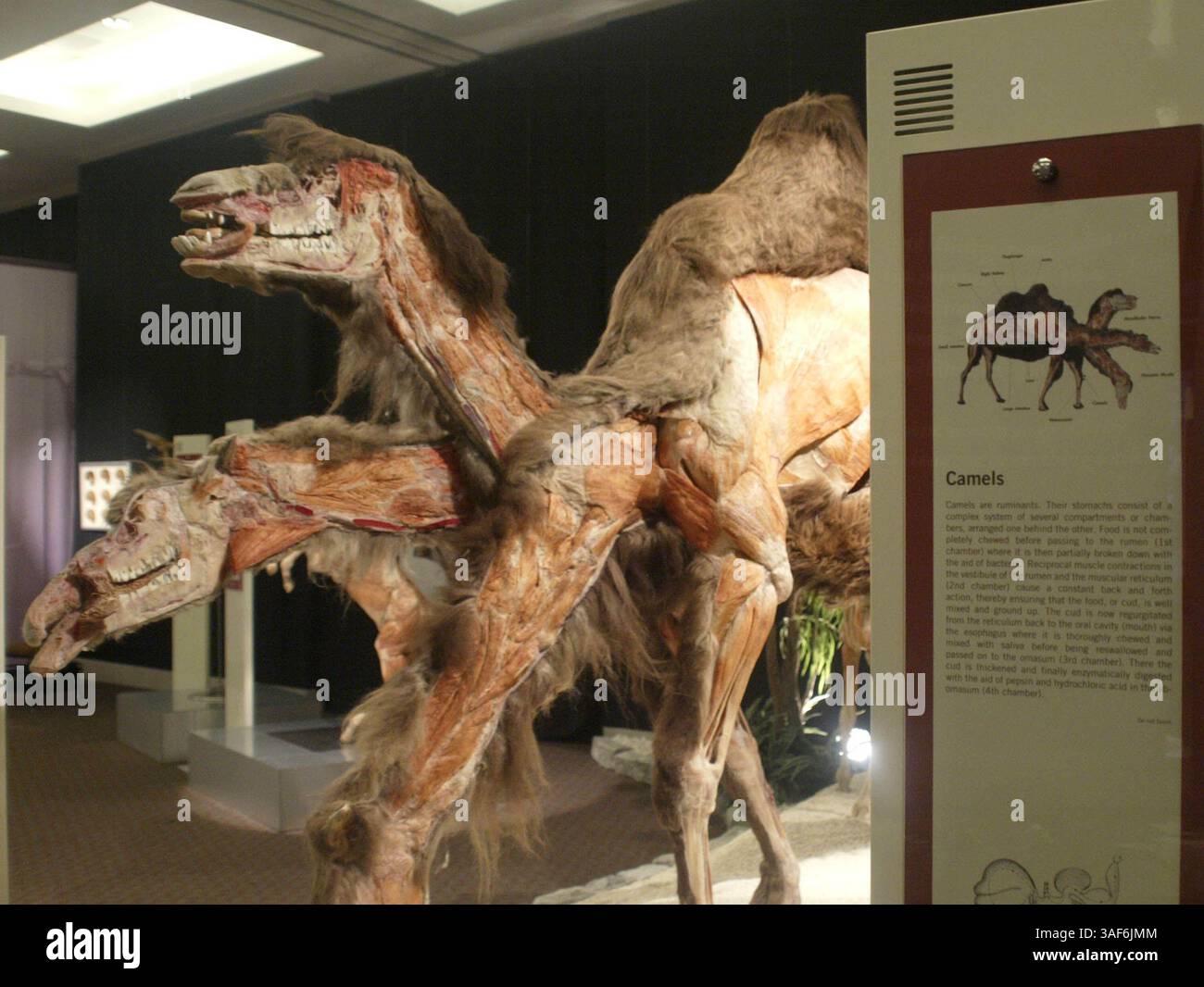 Jan 28, 2005; Los Angeles, CA, USA; Body Worlds 2, The Anatomical ...