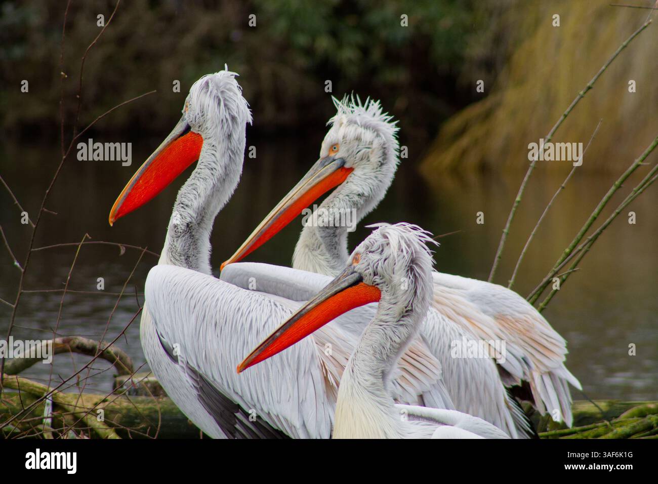 Three pelicans with striking orange beaks and white feathers, standing ...