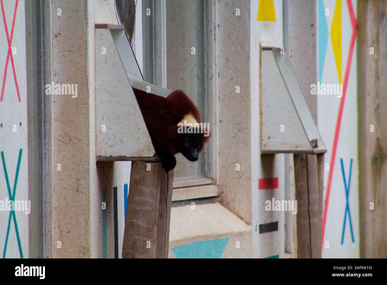 A brown and white animal peeking out from a window ledge of a colorful ...