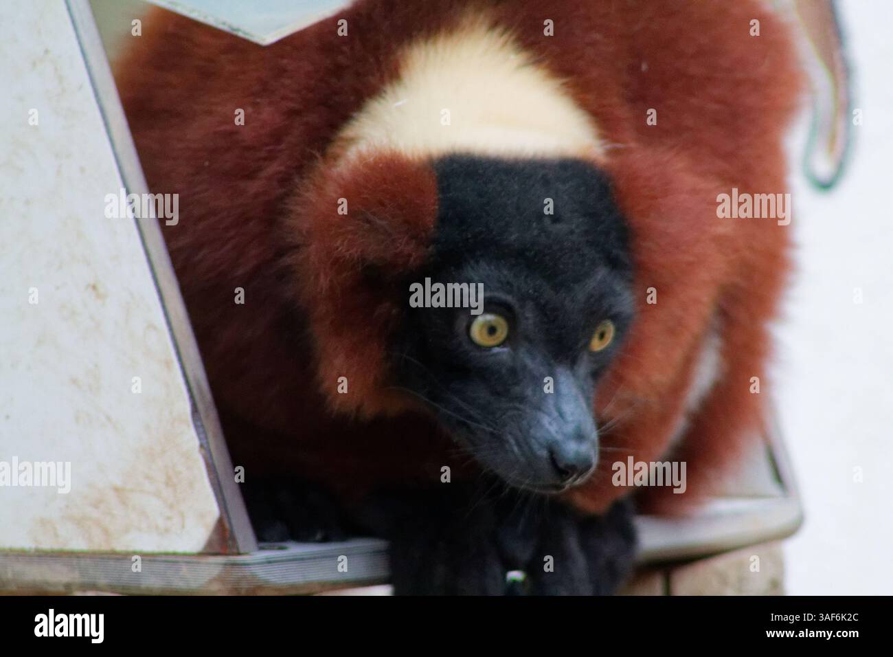 A close-up of a unique animal with a dark face and large, round eyes ...