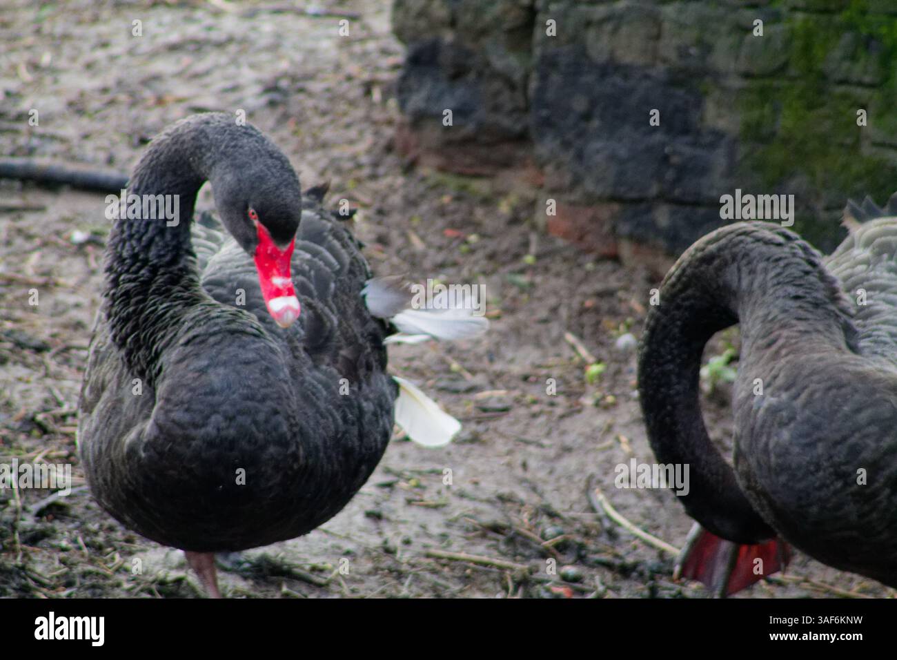 Two black swans in a muddy area, one with a red bill and neck curved ...