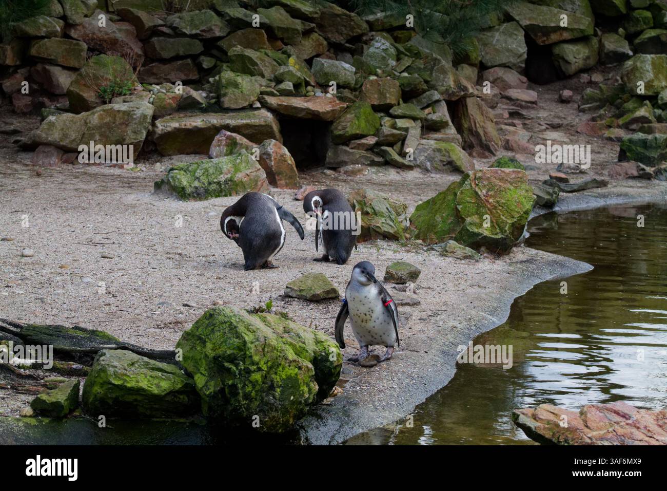 A group of penguins on a rocky shore near a calm water body. The scene ...