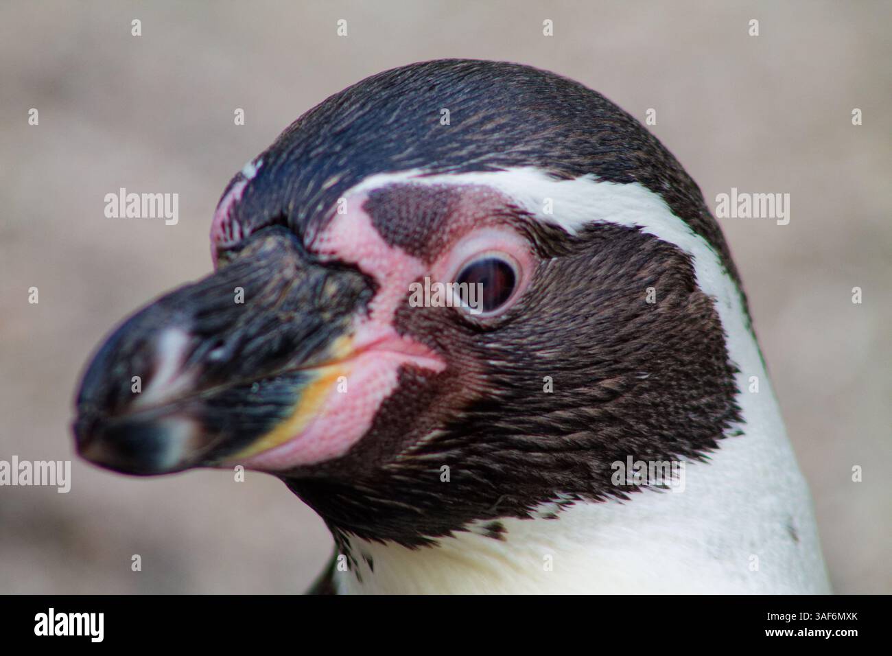Close-up of a penguin's head, showcasing its distinctive black and ...