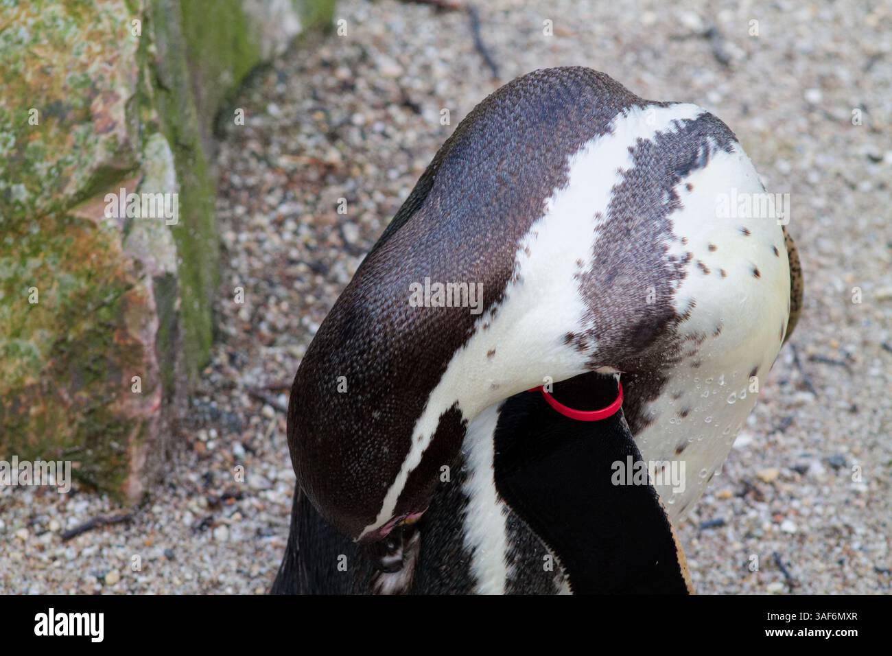Close-up of a penguin's head, showcasing its distinctive black and ...