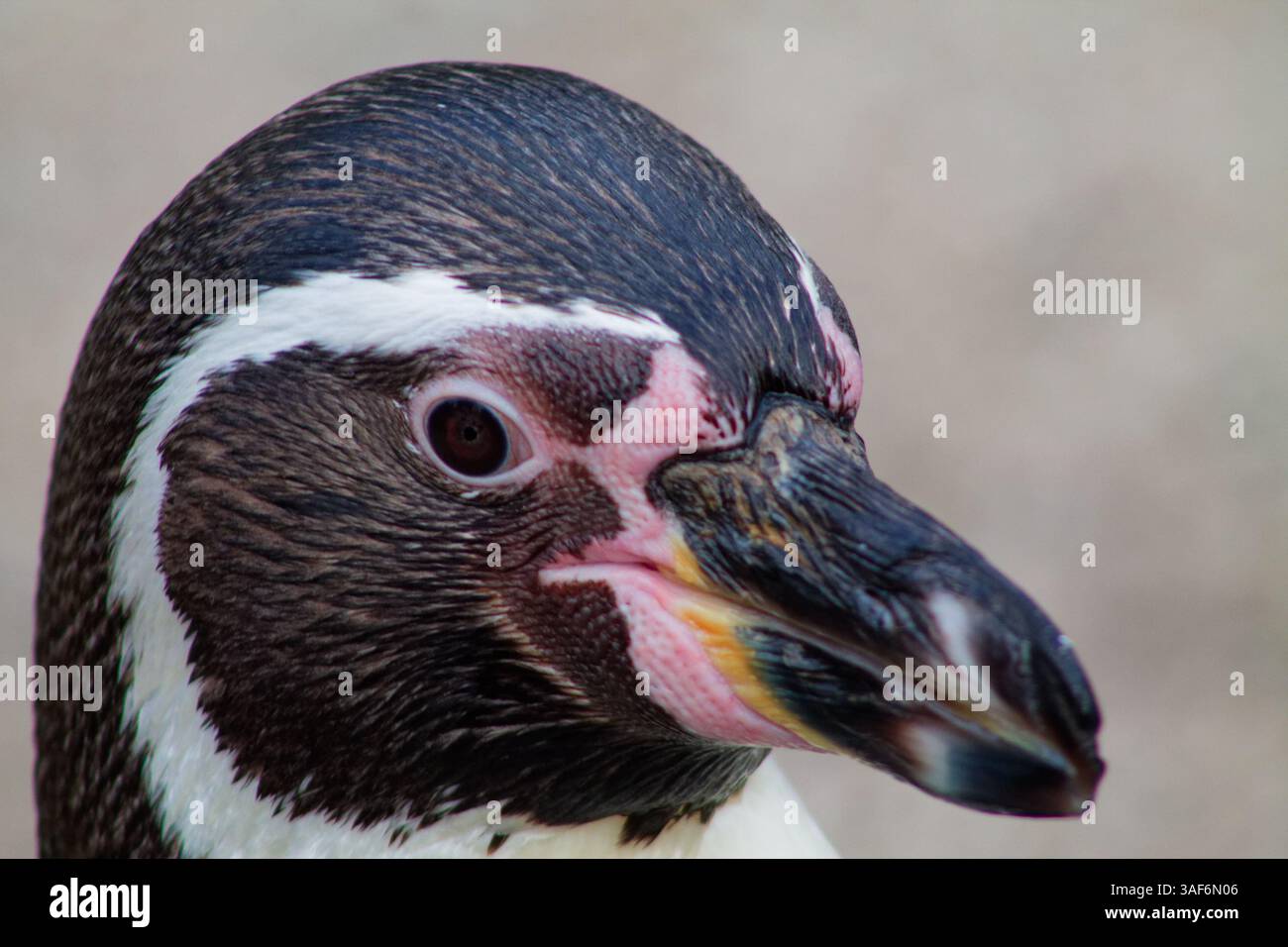 Close-up of a penguin's head, showcasing its distinctive features and ...