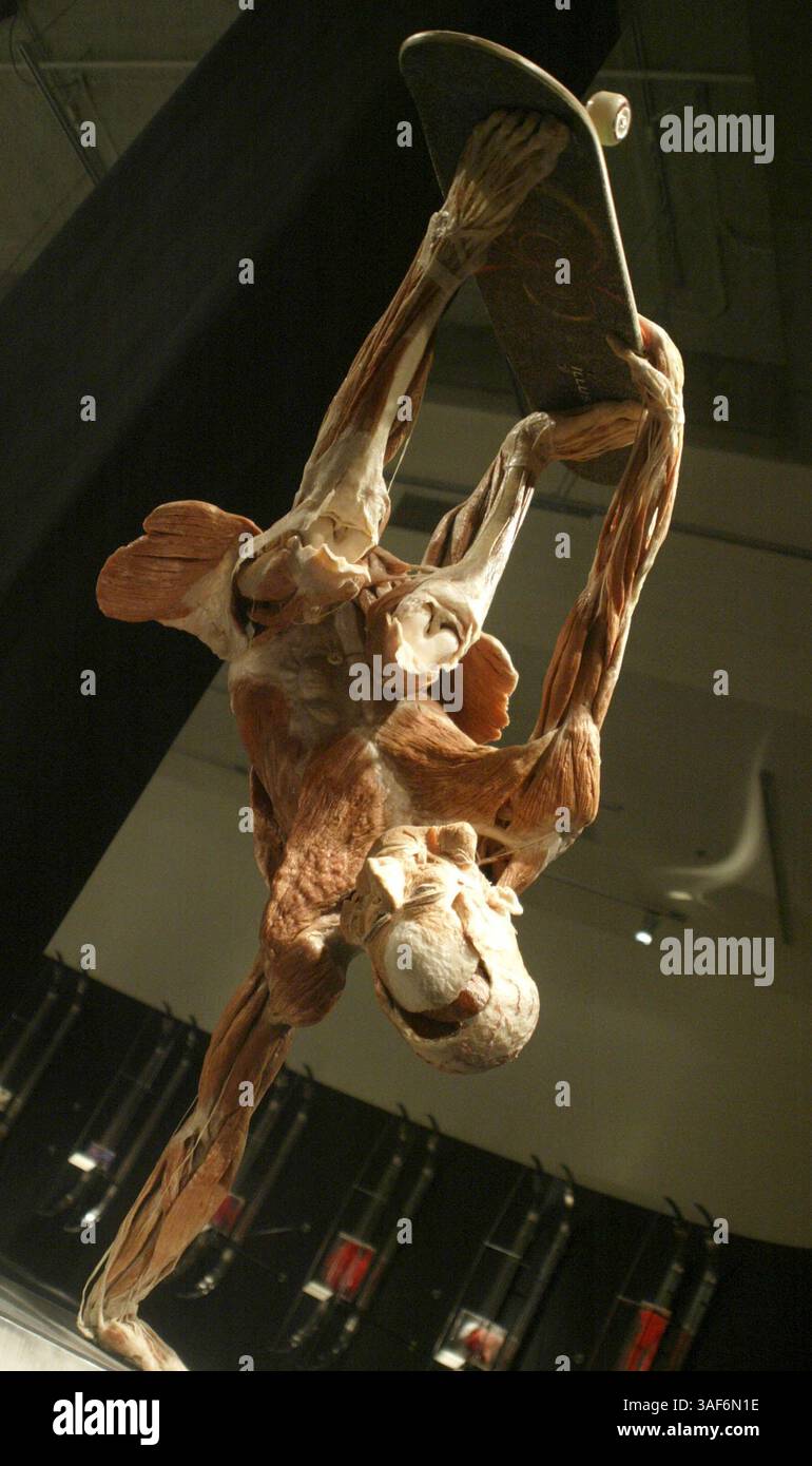 Jan 28, 2005; Los Angeles, CA, USA; Body Worlds 2, The Anatomical ...