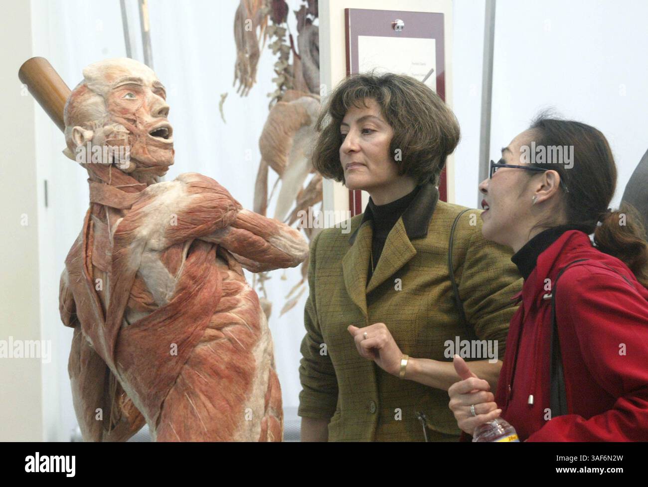 Whole body plastination hi-res stock photography and images - Alamy